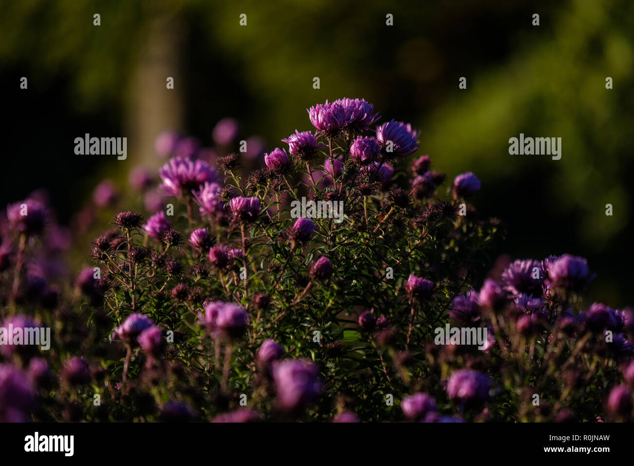 purple autumn flowers on blur background in countryside in morning ...
