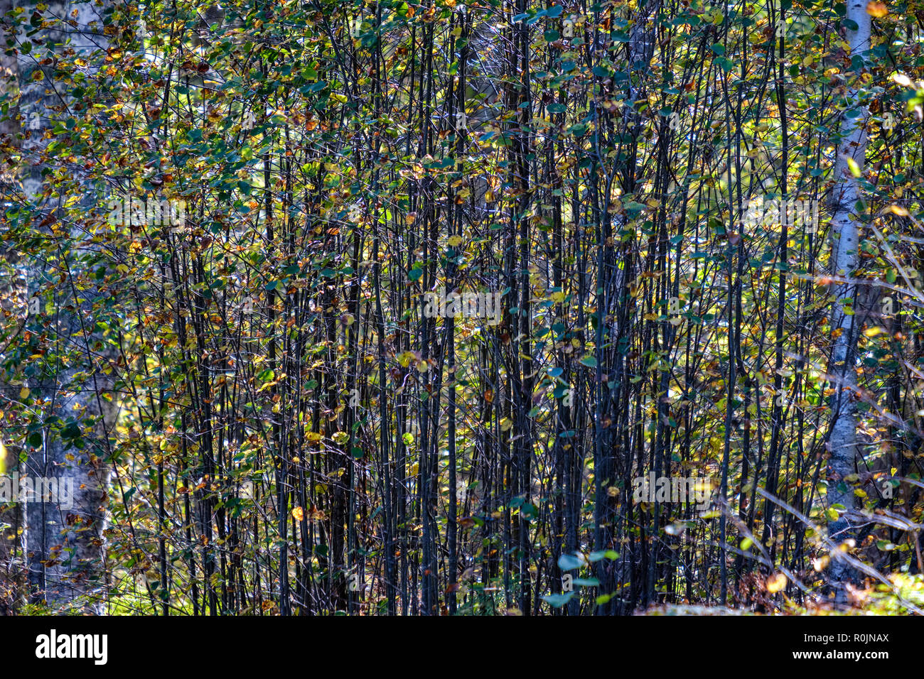 colored tree leaves lush pattern in forest with branches and sunlight ...