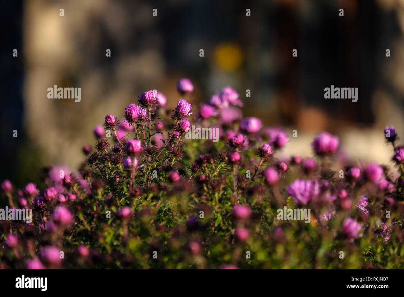 purple autumn flowers on blur background in countryside in morning ...