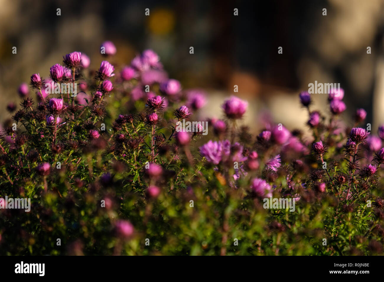 purple autumn flowers on blur background in countryside in morning ...