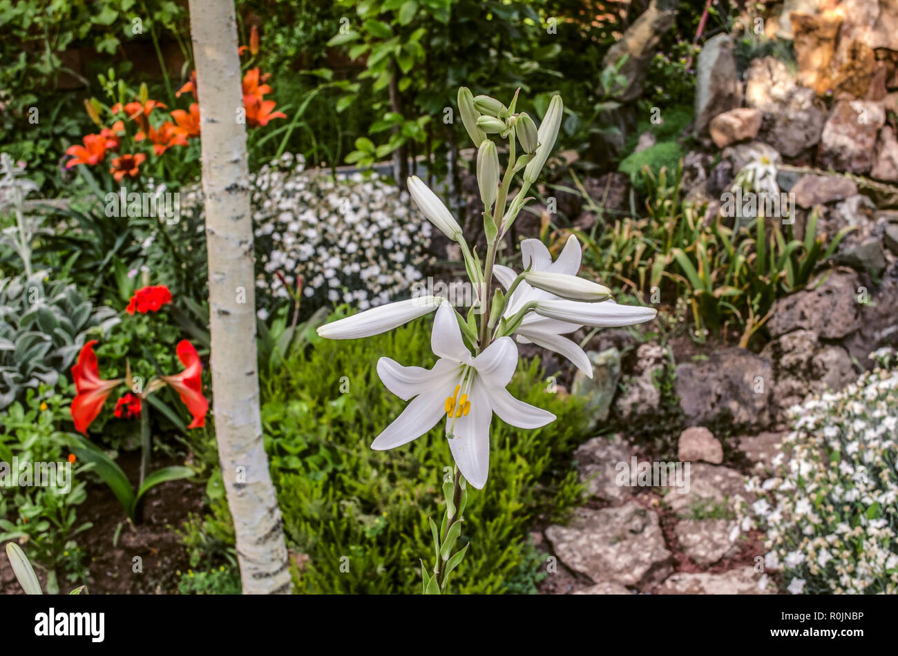 Courtyard lawn large trees hi-res stock photography and images - Alamy