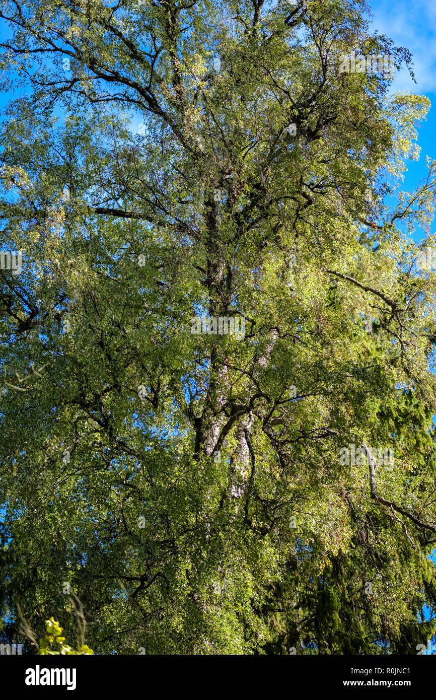 colored tree leaves lush pattern in forest with branches and sunlight ...