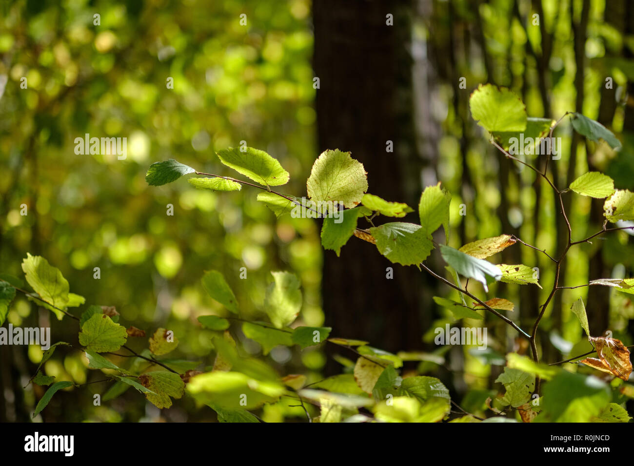 colored tree leaves lush pattern in forest with branches and sunlight ...