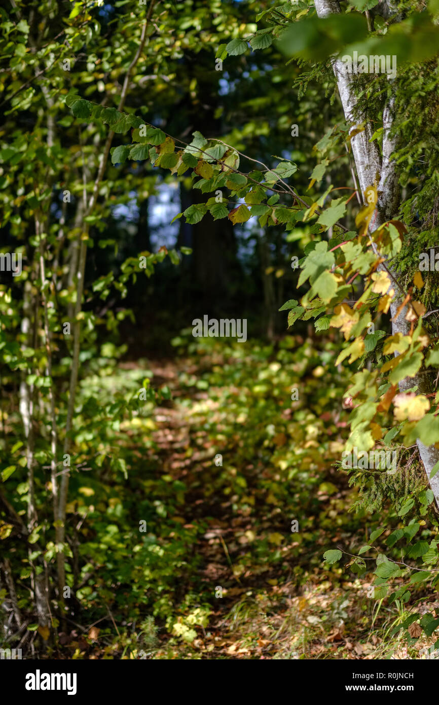 colored tree leaves lush pattern in forest with branches and sunlight ...