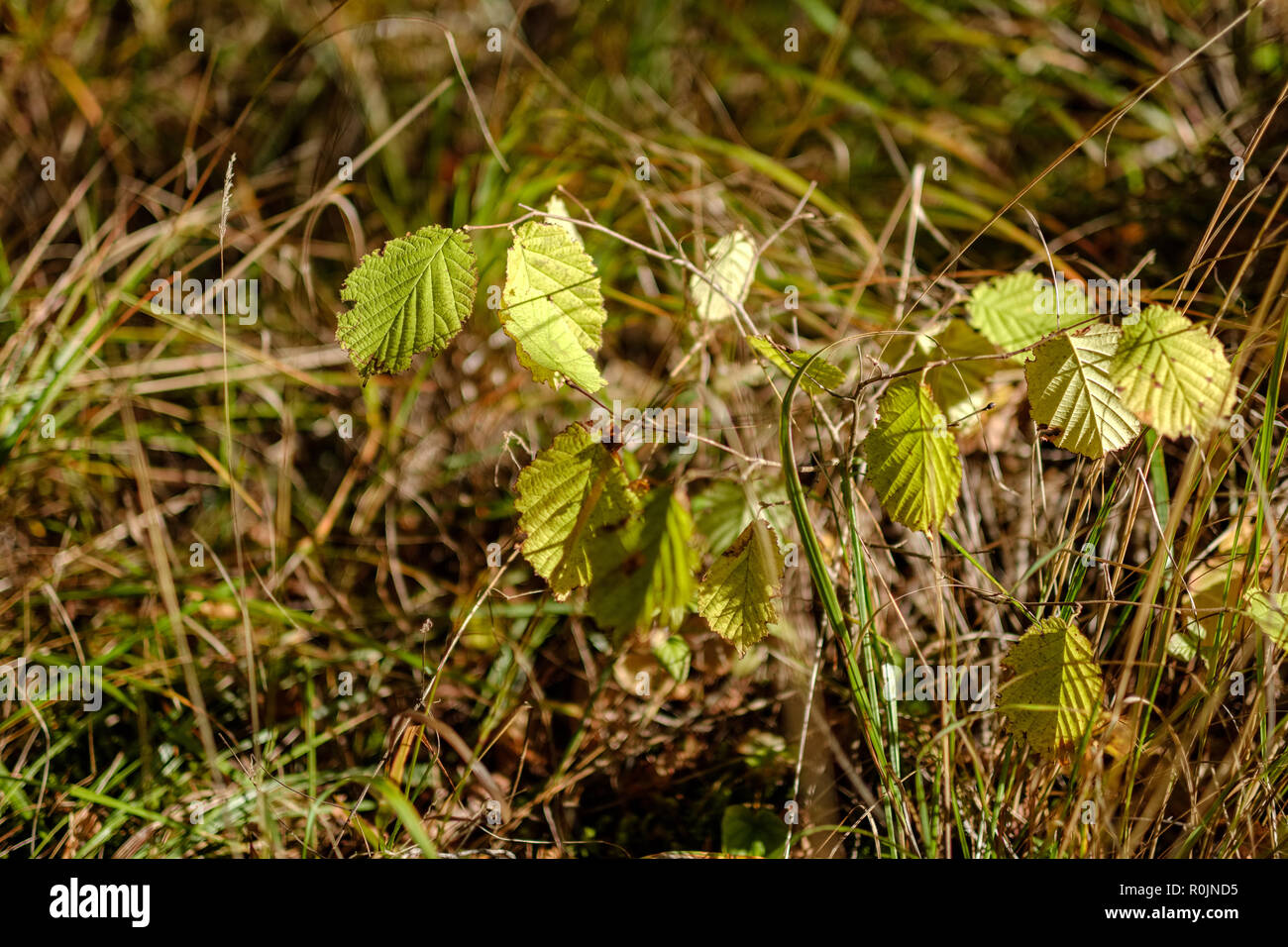colored tree leaves lush pattern in forest with branches and sunlight ...