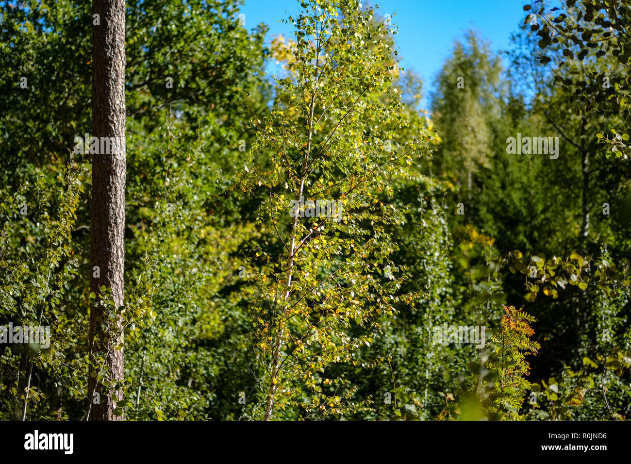 colored tree leaves lush pattern in forest with branches and sunlight ...