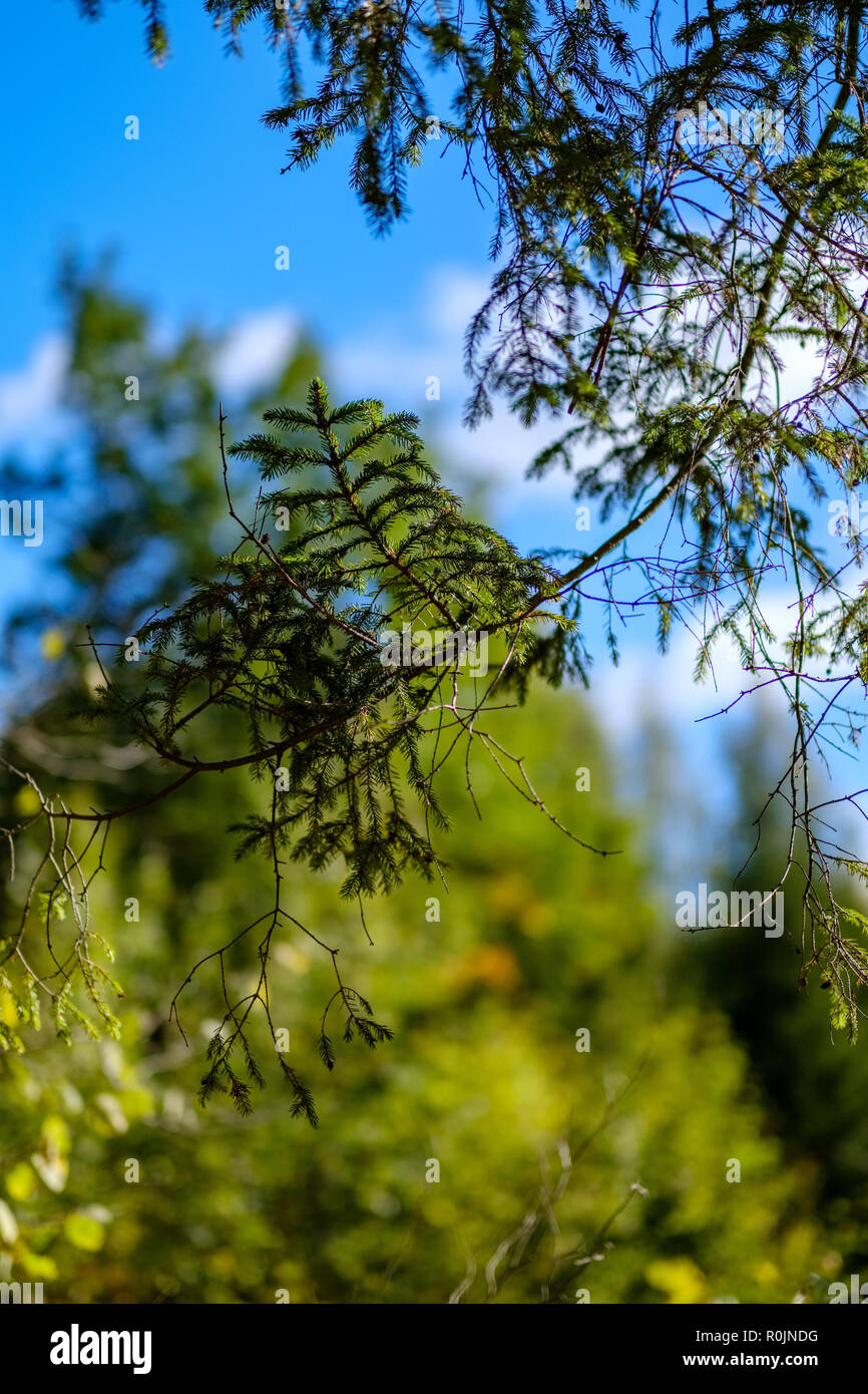 colored tree leaves lush pattern in forest with branches and sunlight ...