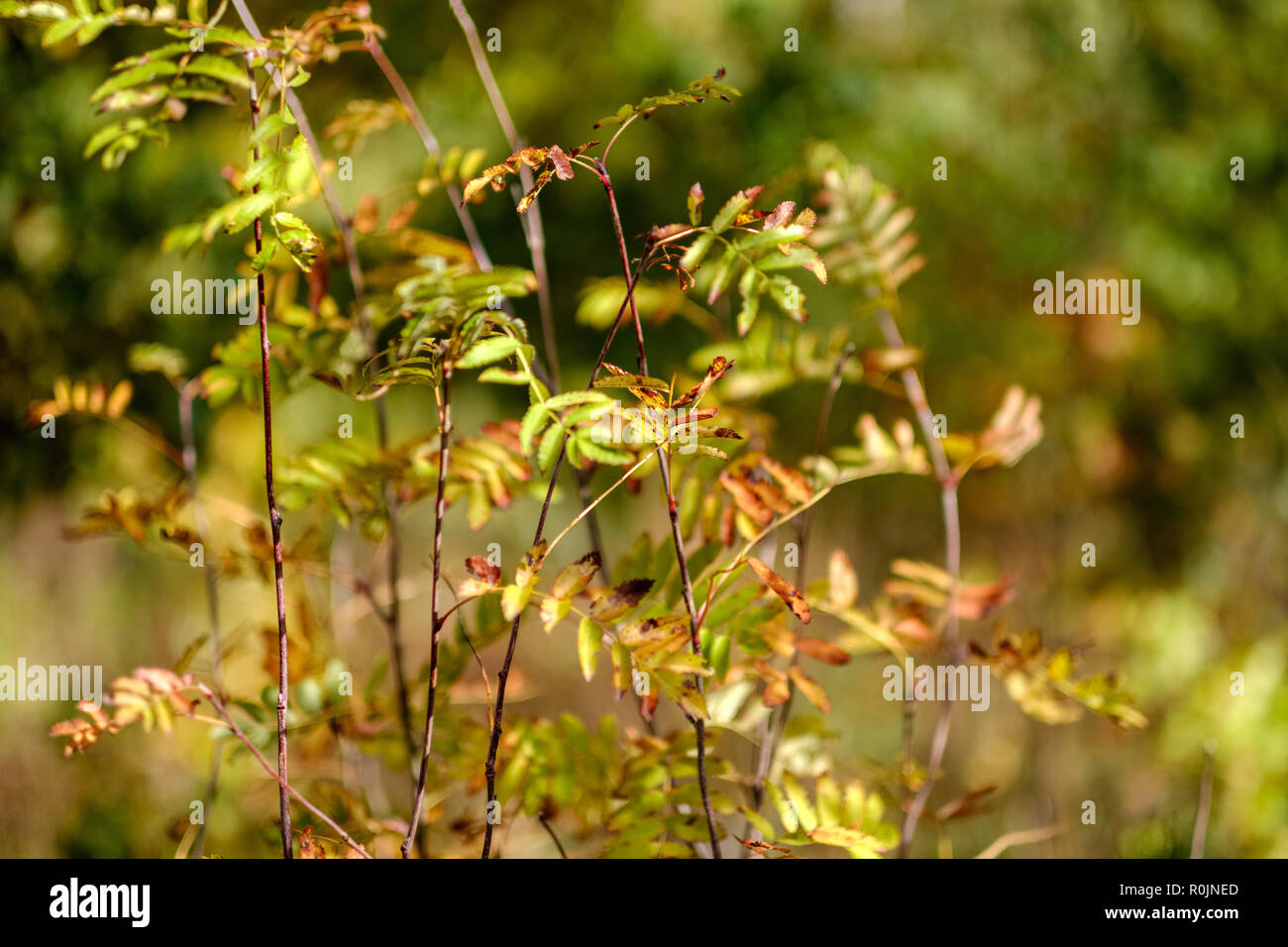 colored tree leaves lush pattern in forest with branches and sunlight ...