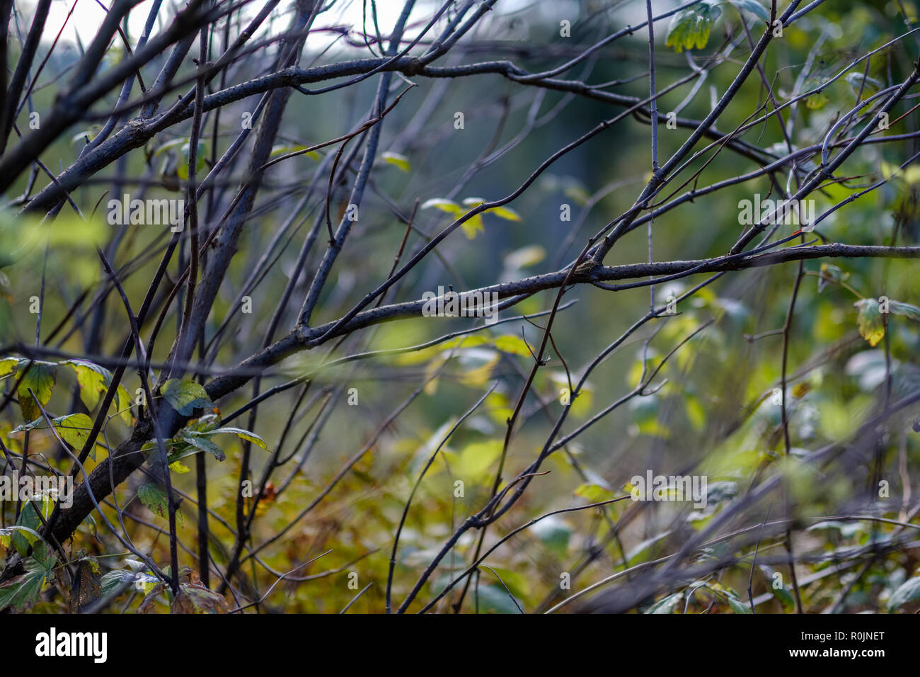 colored tree leaves lush pattern in forest with branches and sunlight ...