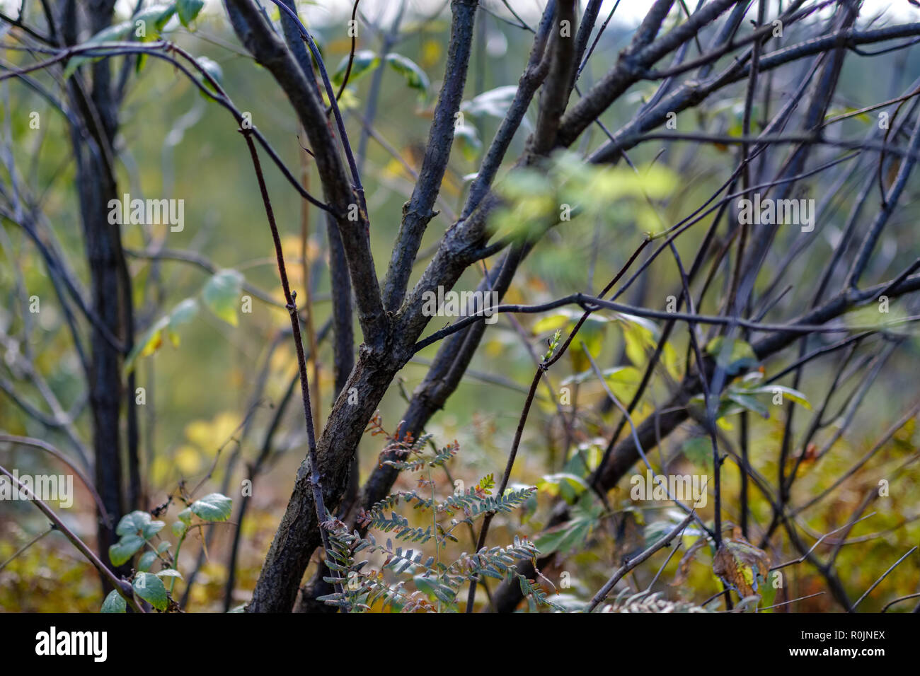 colored tree leaves lush pattern in forest with branches and sunlight ...