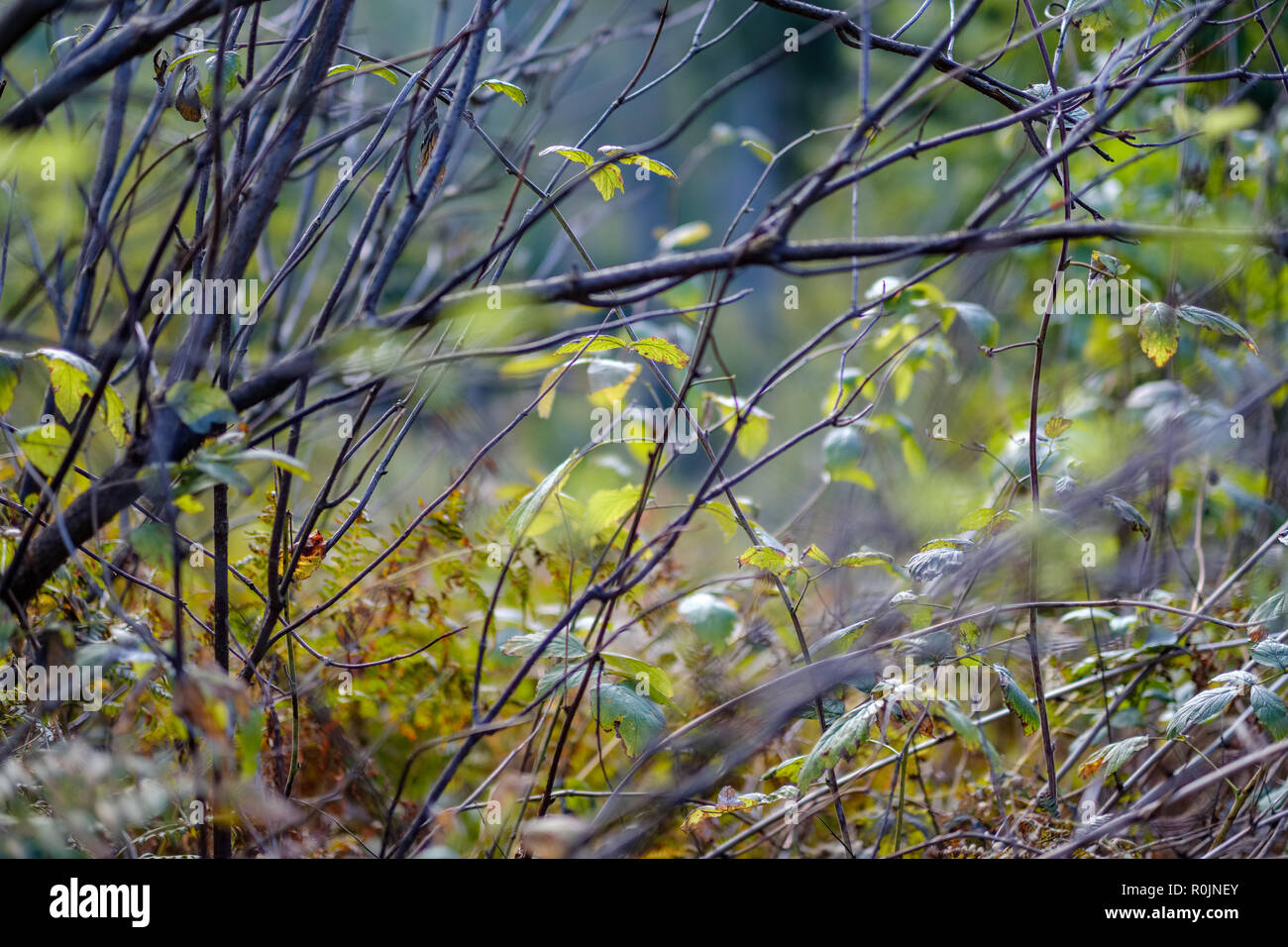 colored tree leaves lush pattern in forest with branches and sunlight ...