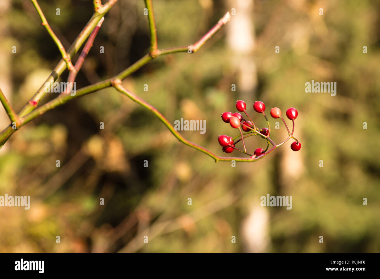 A single branch with rose hip Stock Photo - Alamy