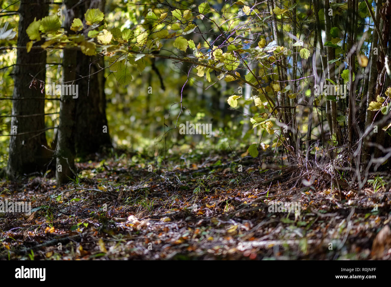 colored tree leaves lush pattern in forest with branches and sunlight ...