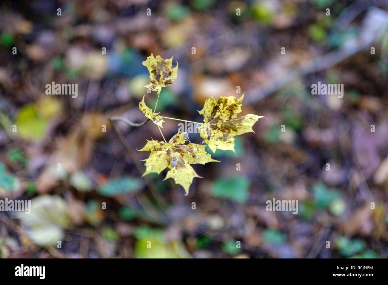 colored tree leaves lush pattern in forest with branches and sunlight ...
