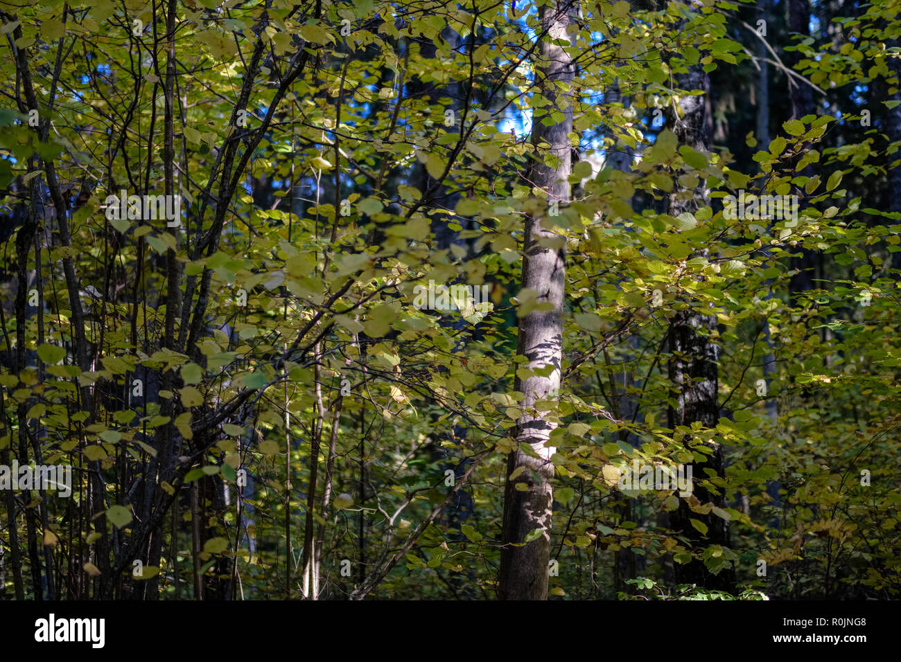 birch tree lush in colorful autumn forest with tree trunks and leaves ...