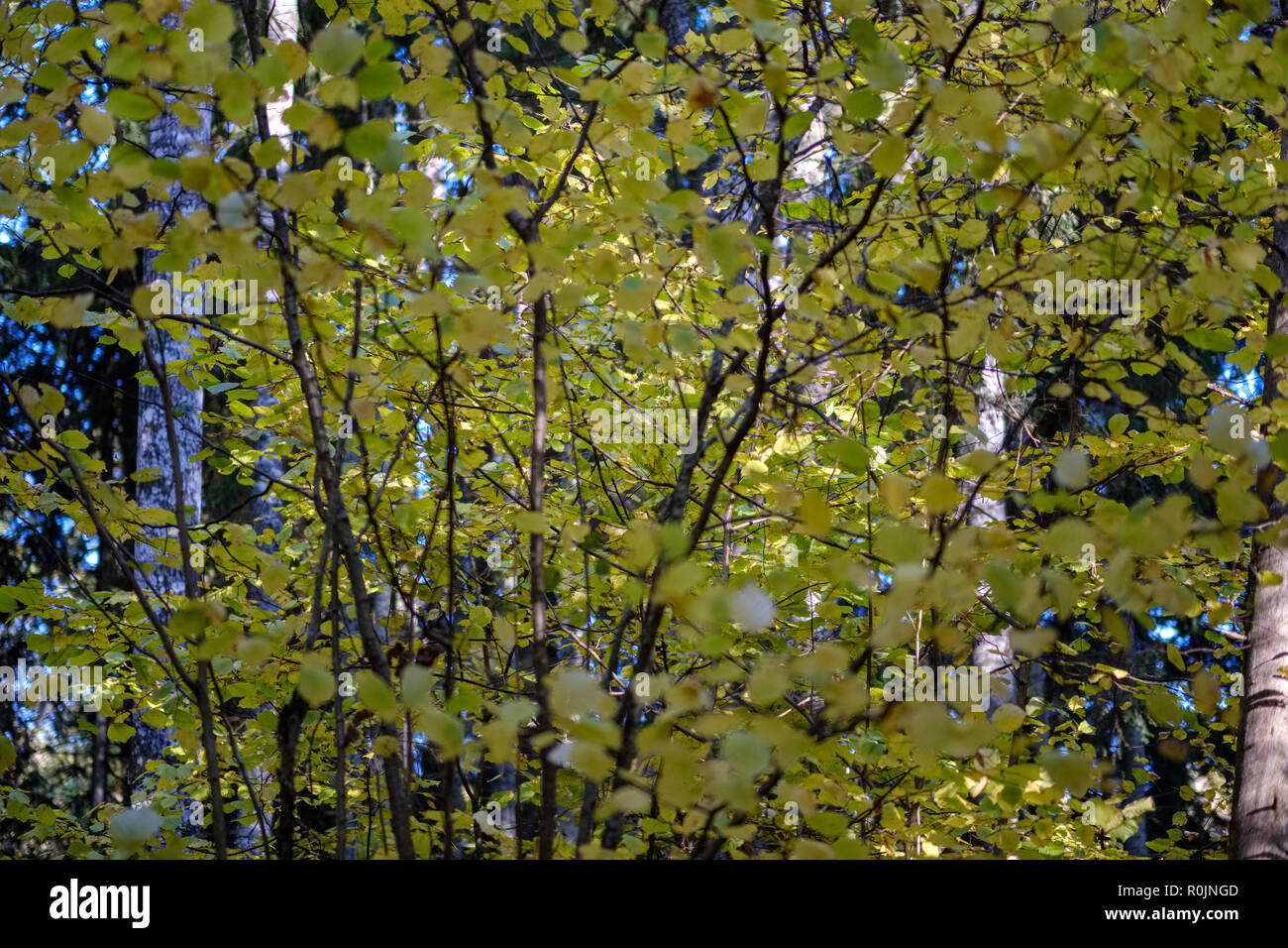 birch tree lush in colorful autumn forest with tree trunks and leaves ...