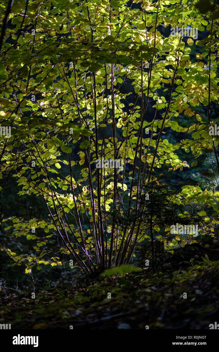 colored tree leaves lush pattern in forest with branches and sunlight ...