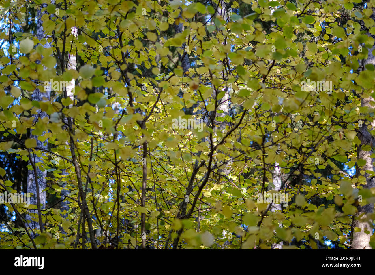 birch tree lush in colorful autumn forest with tree trunks and leaves ...