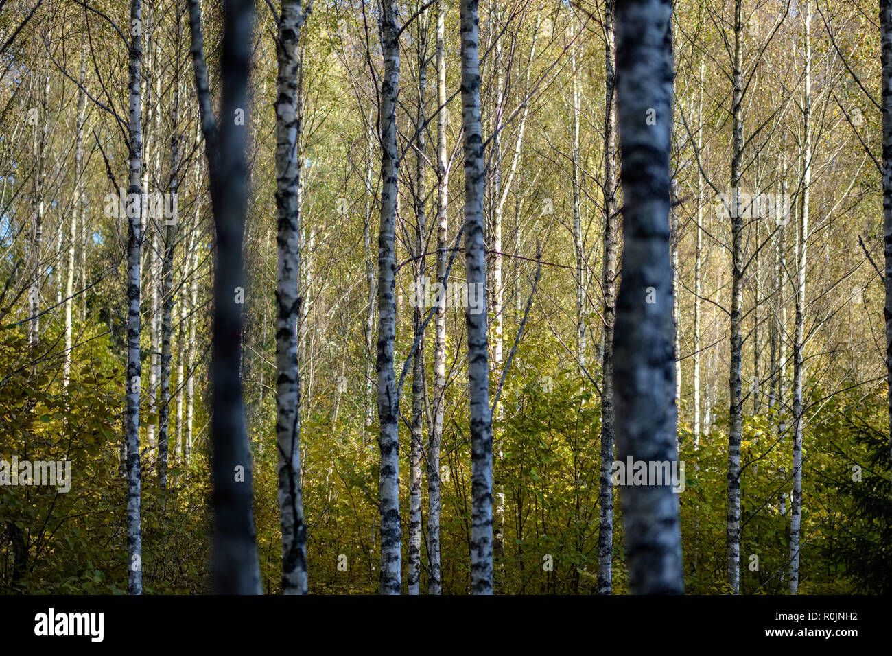 birch tree lush in colorful autumn forest with tree trunks and leaves ...