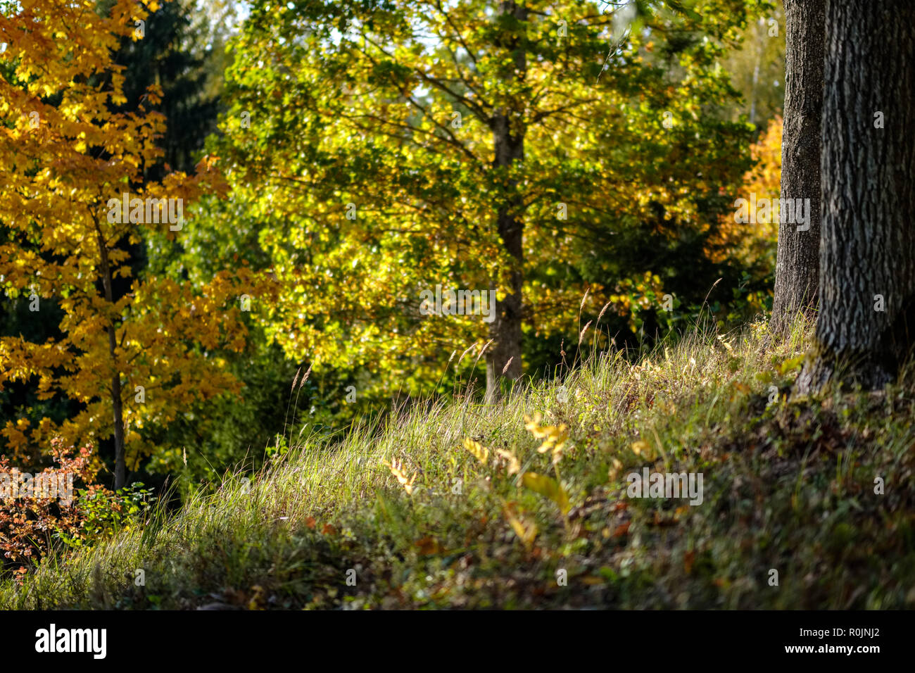 colored tree leaves lush pattern in forest with branches and sunlight ...