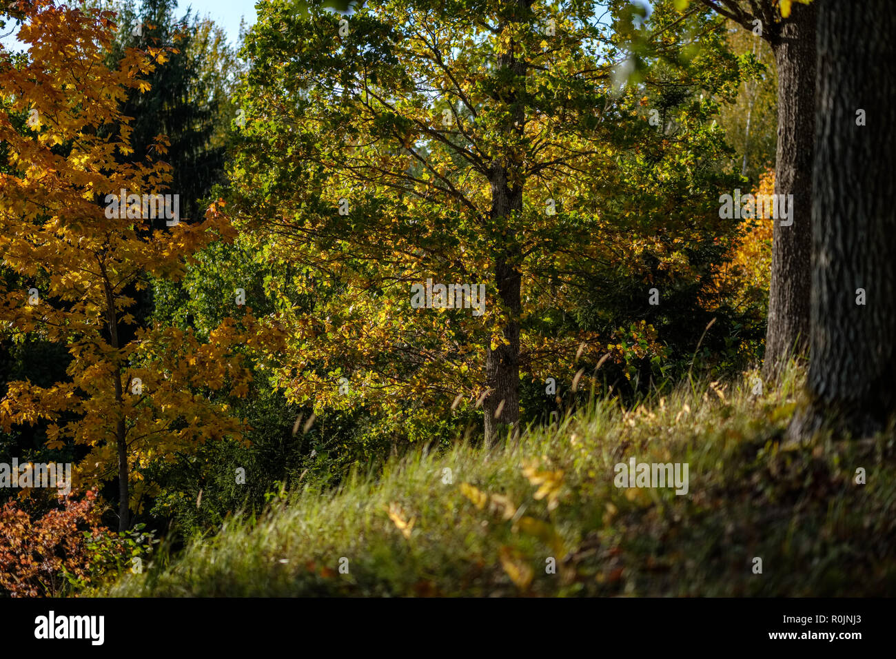 colored tree leaves lush pattern in forest with branches and sunlight ...