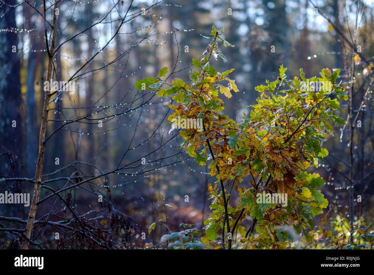 colored tree leaves lush pattern in forest with branches and sunlight ...