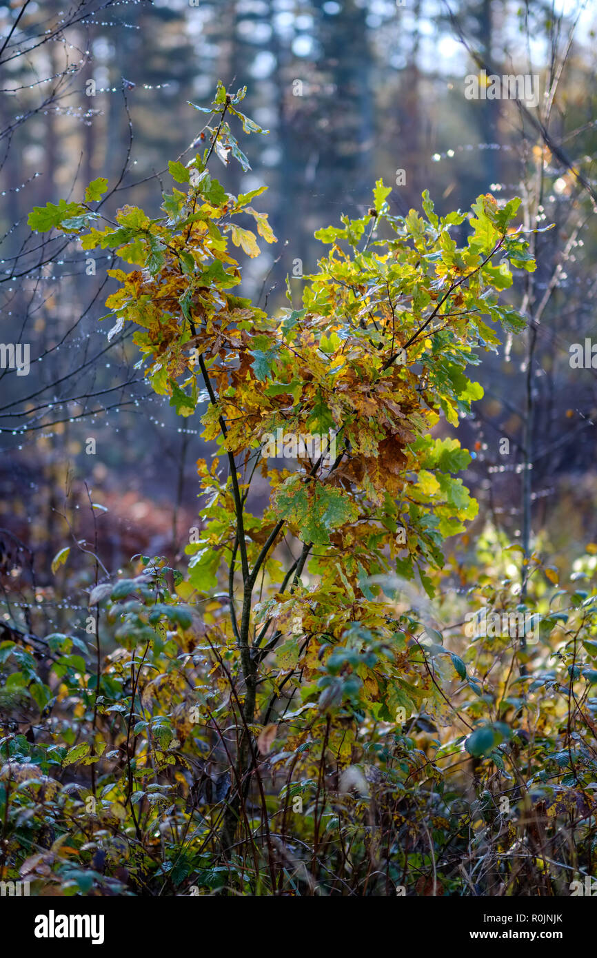 colored tree leaves lush pattern in forest with branches and sunlight ...