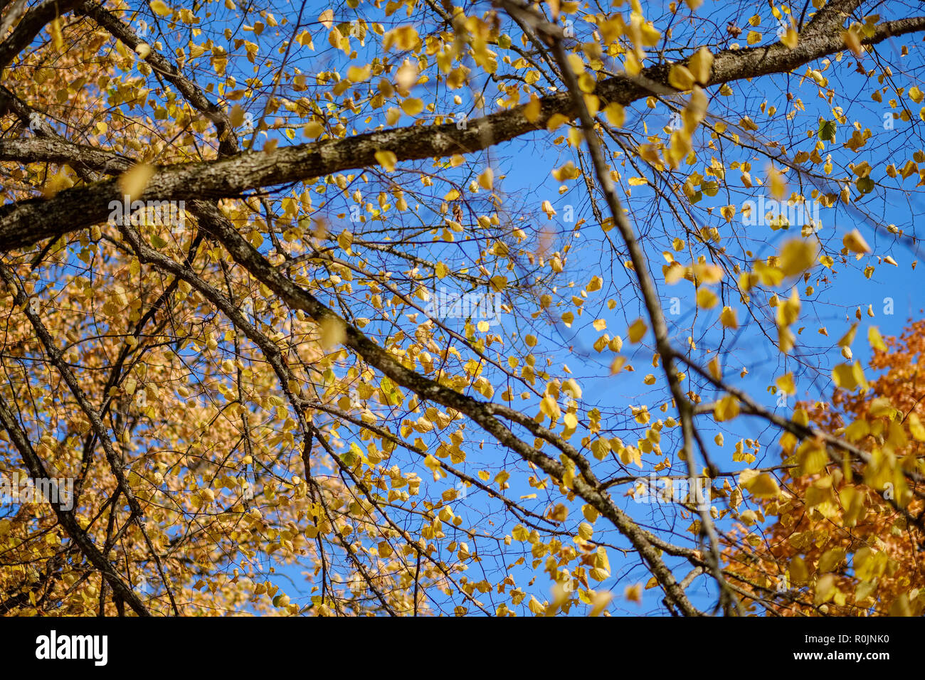 colored tree leaves lush pattern in forest with branches and sunlight ...
