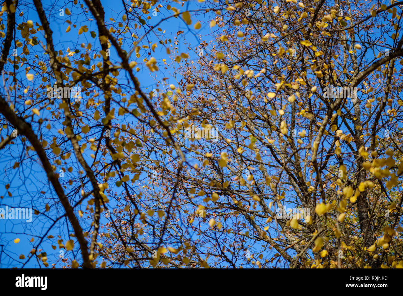 colored tree leaves lush pattern in forest with branches and sunlight ...