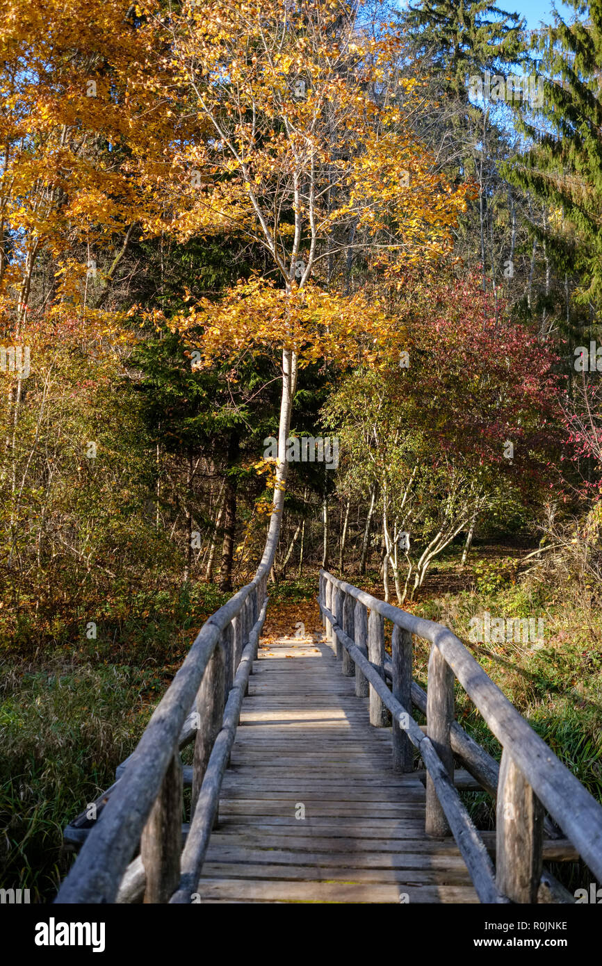 wooden plank bridge over water in forest in autumn with grey colors ...