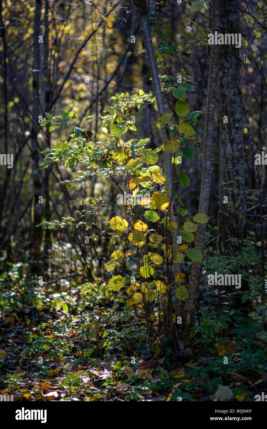 colored tree leaves lush pattern in forest with branches and sunlight ...