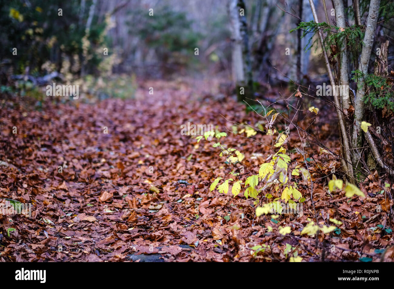colored tree leaves lush pattern in forest with branches and sunlight ...