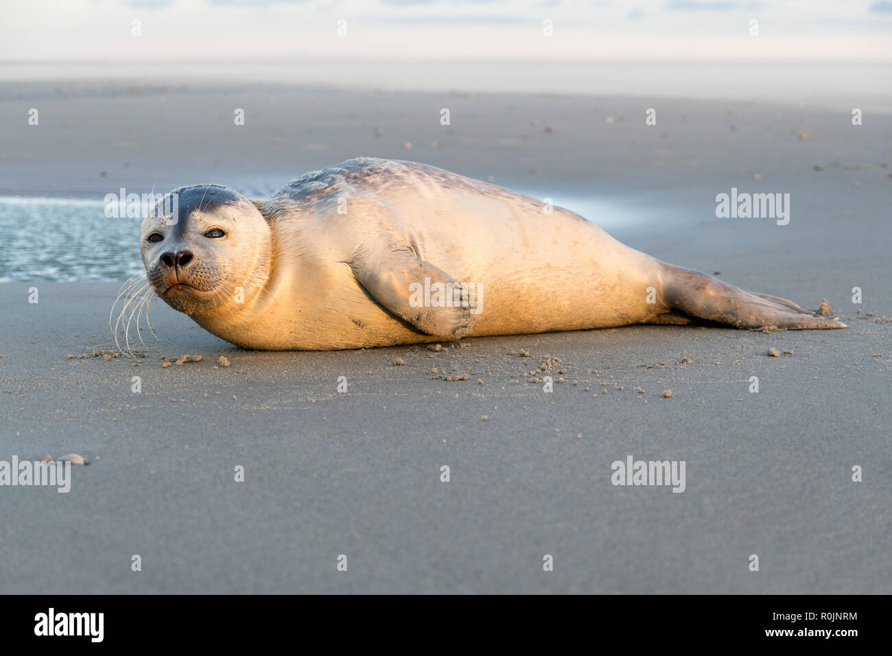 young harbor seal at the beach of the Dutch island of Texel Stock Photo ...