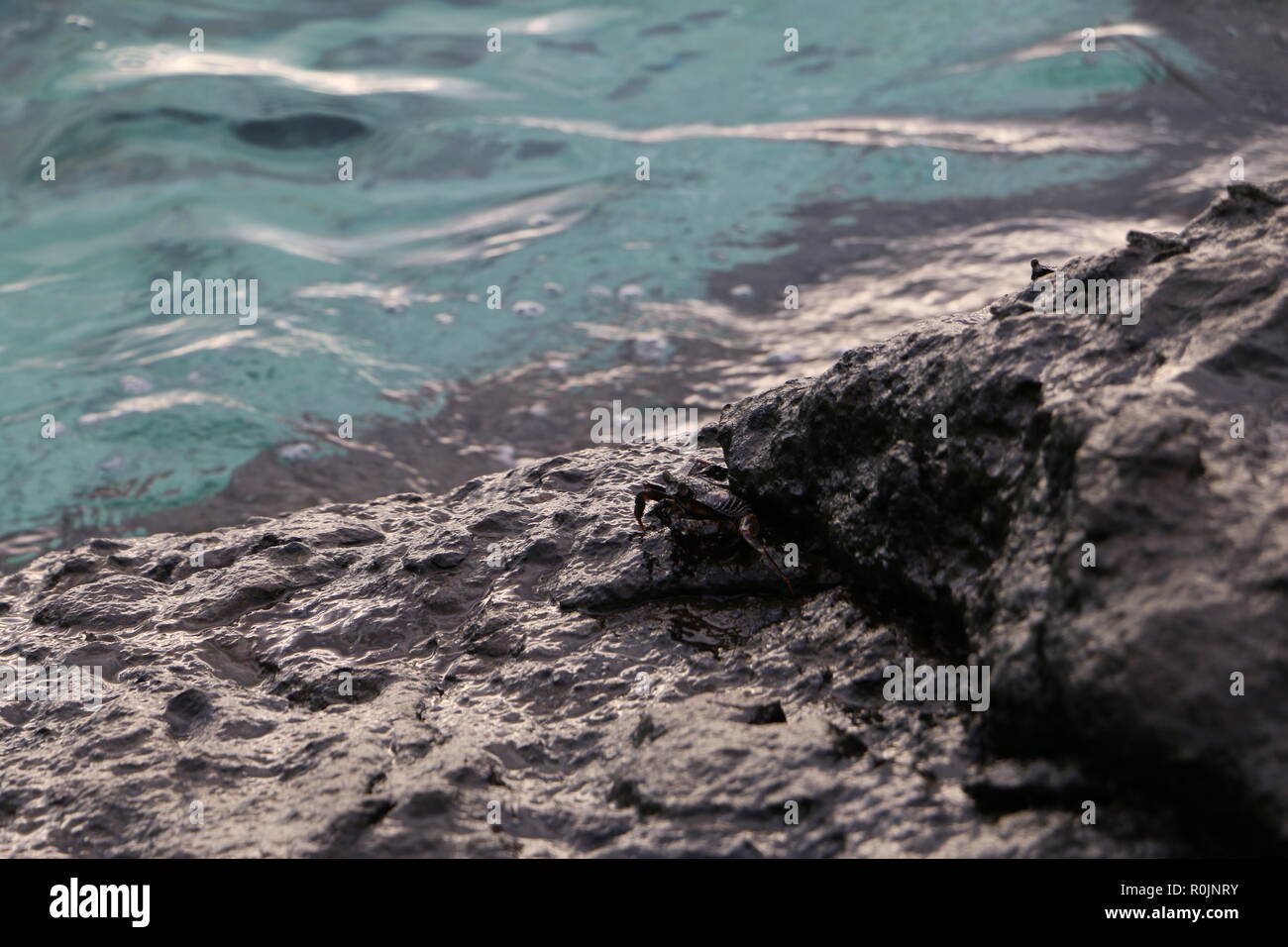 Crab, Octopus Island, Fiji, 2017 Stock Photo - Alamy