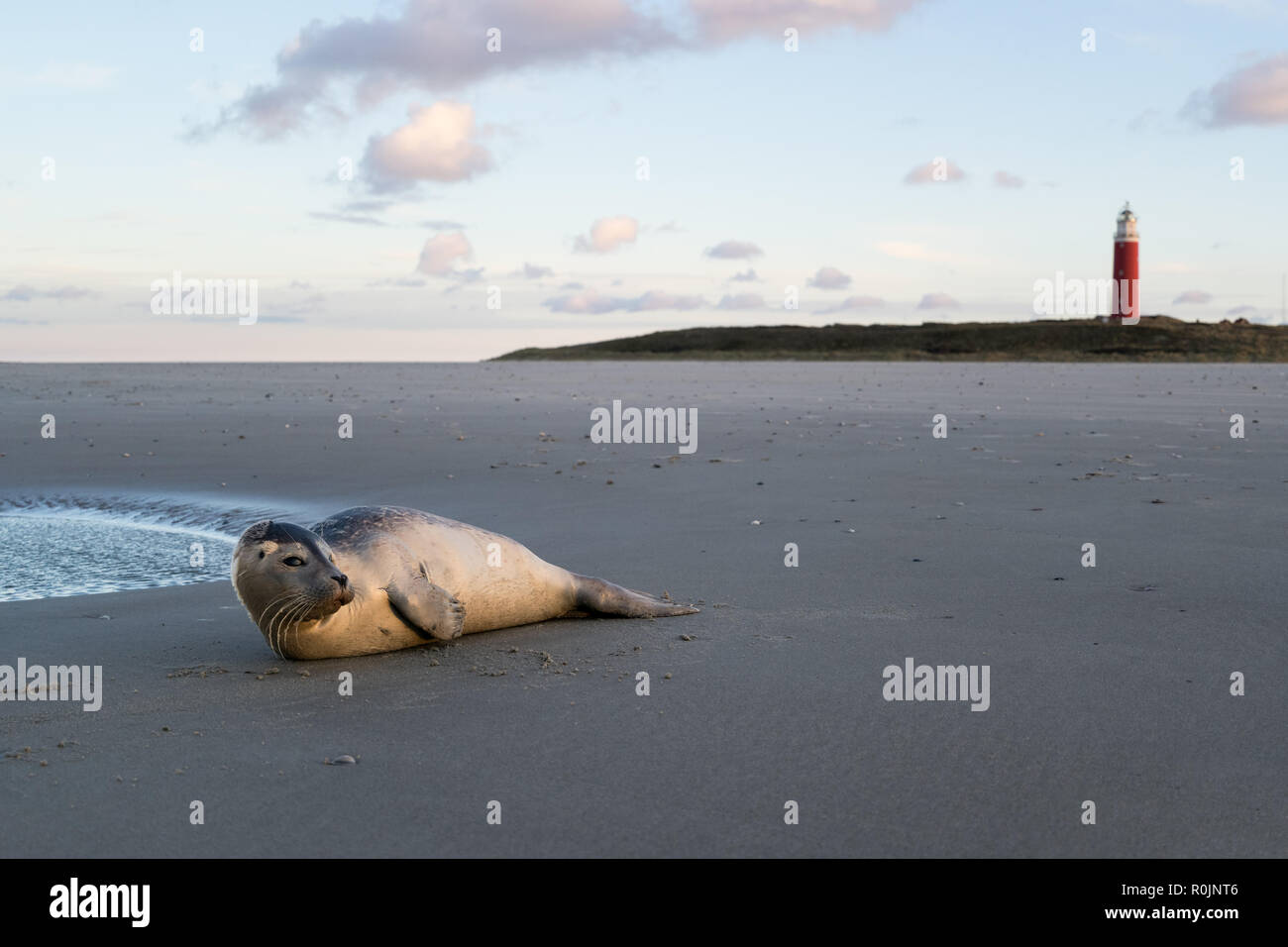 young harbor seal at the beach of the Dutch island of Texel Stock Photo ...