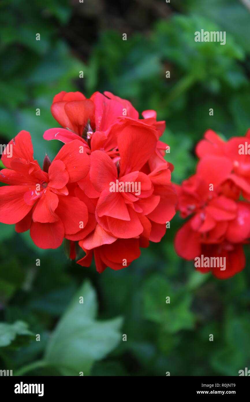 Focused red flower hi-res stock photography and images - Alamy