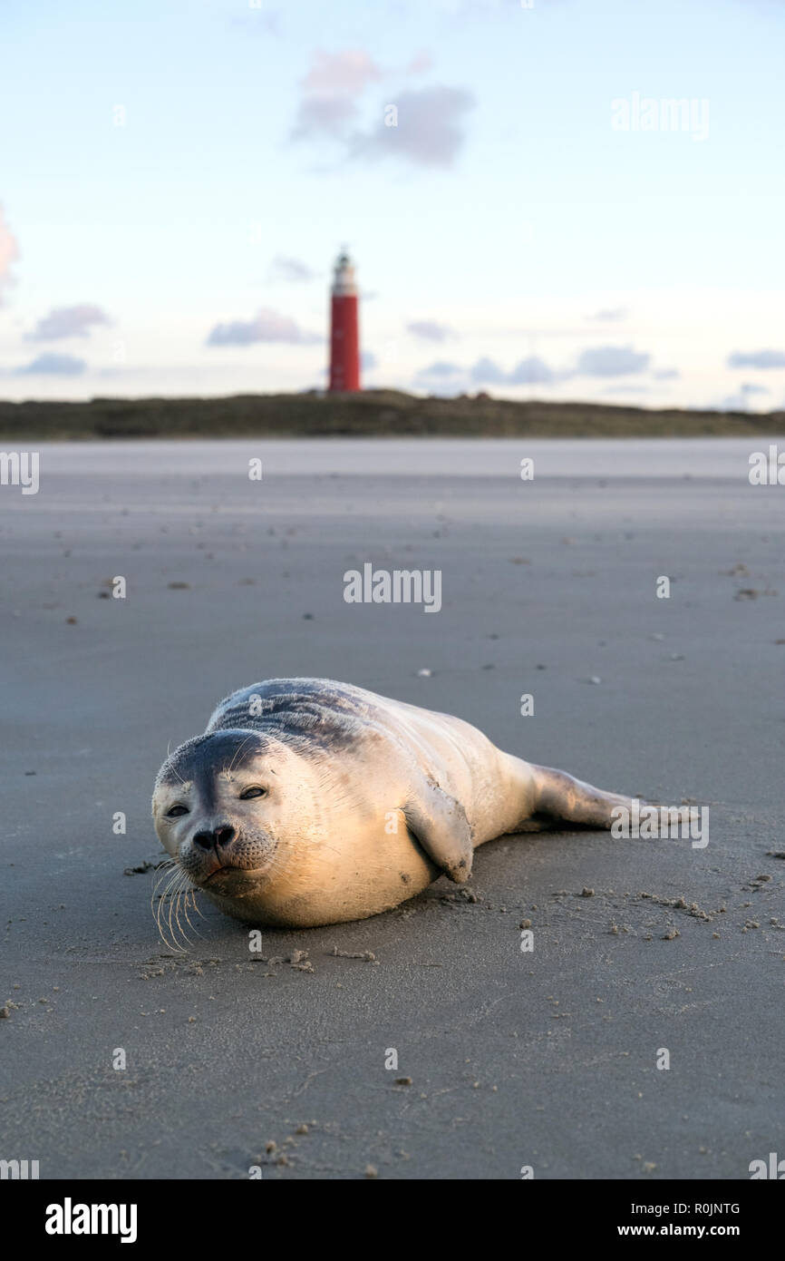 Vuurtoren texel hi-res stock photography and images - Alamy