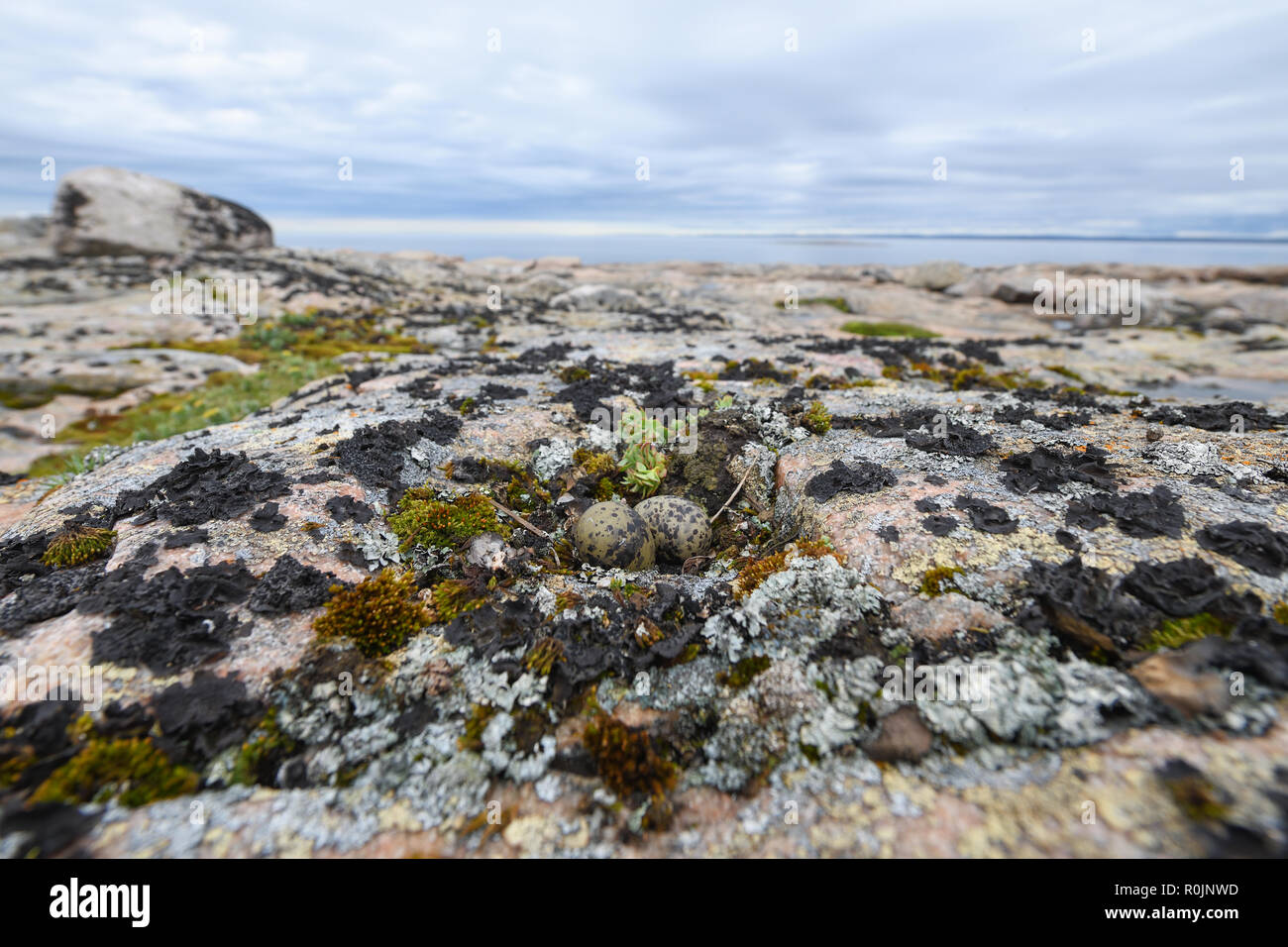 Arctic tern nest and eggs on Birds Island, Ungava bay Stock Photo - Alamy