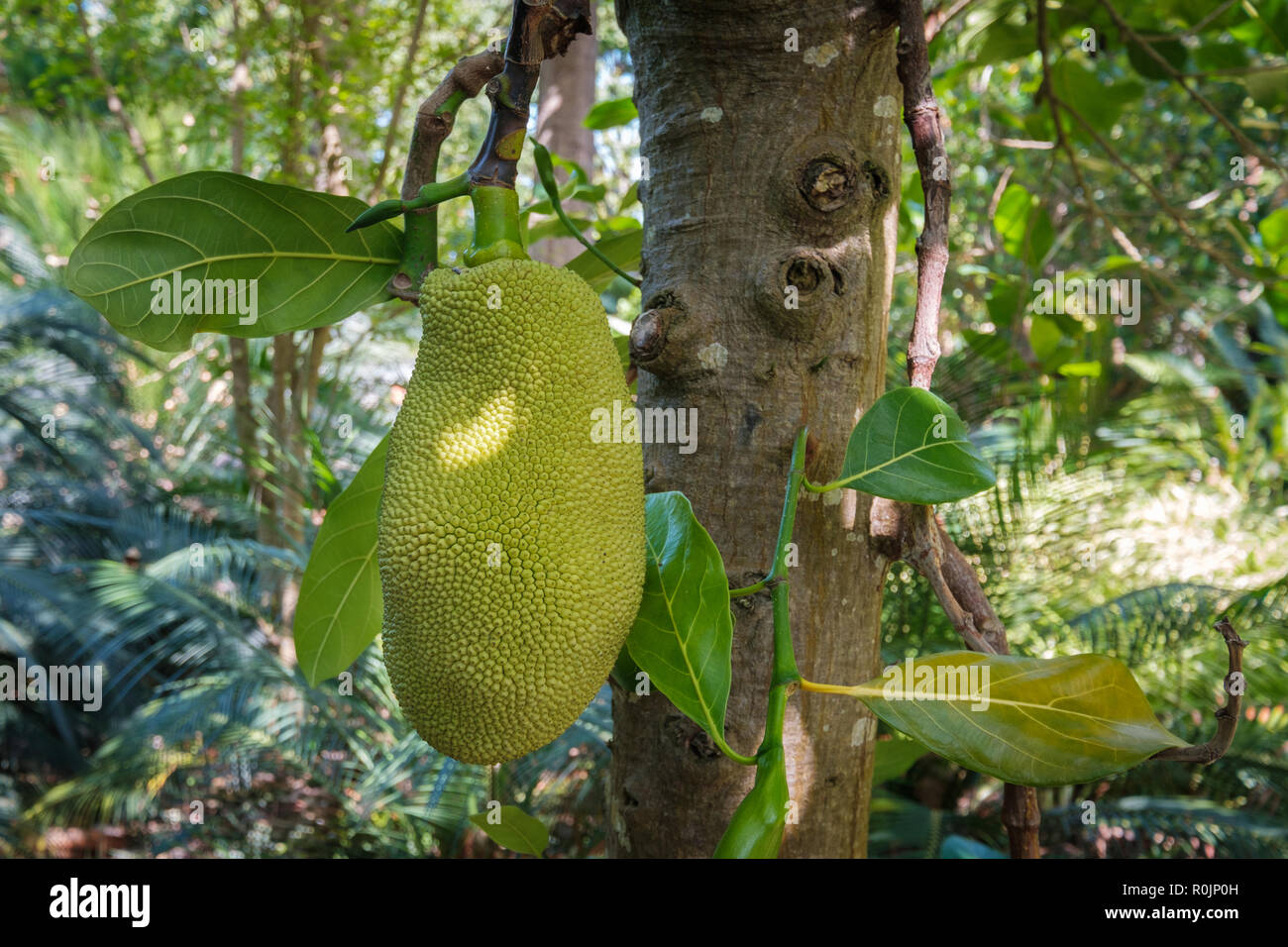 Jack fruit trees hi-res stock photography and images - Alamy