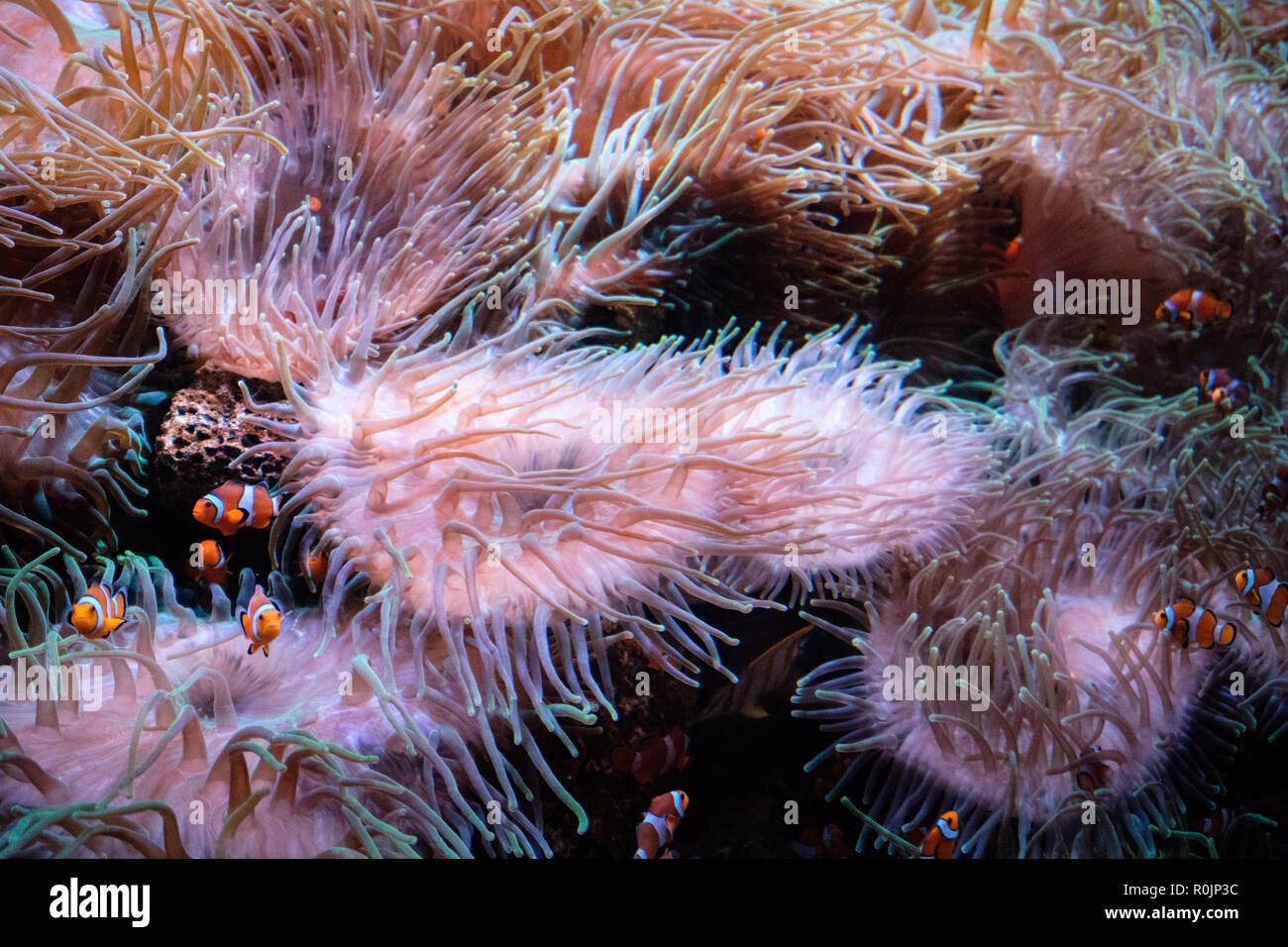 Reef tank anemone hi-res stock photography and images - Alamy