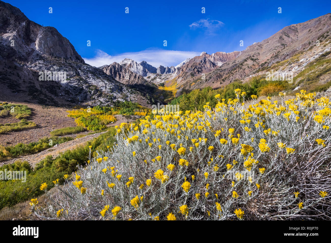 Chamisa plant hi-res stock photography and images - Alamy