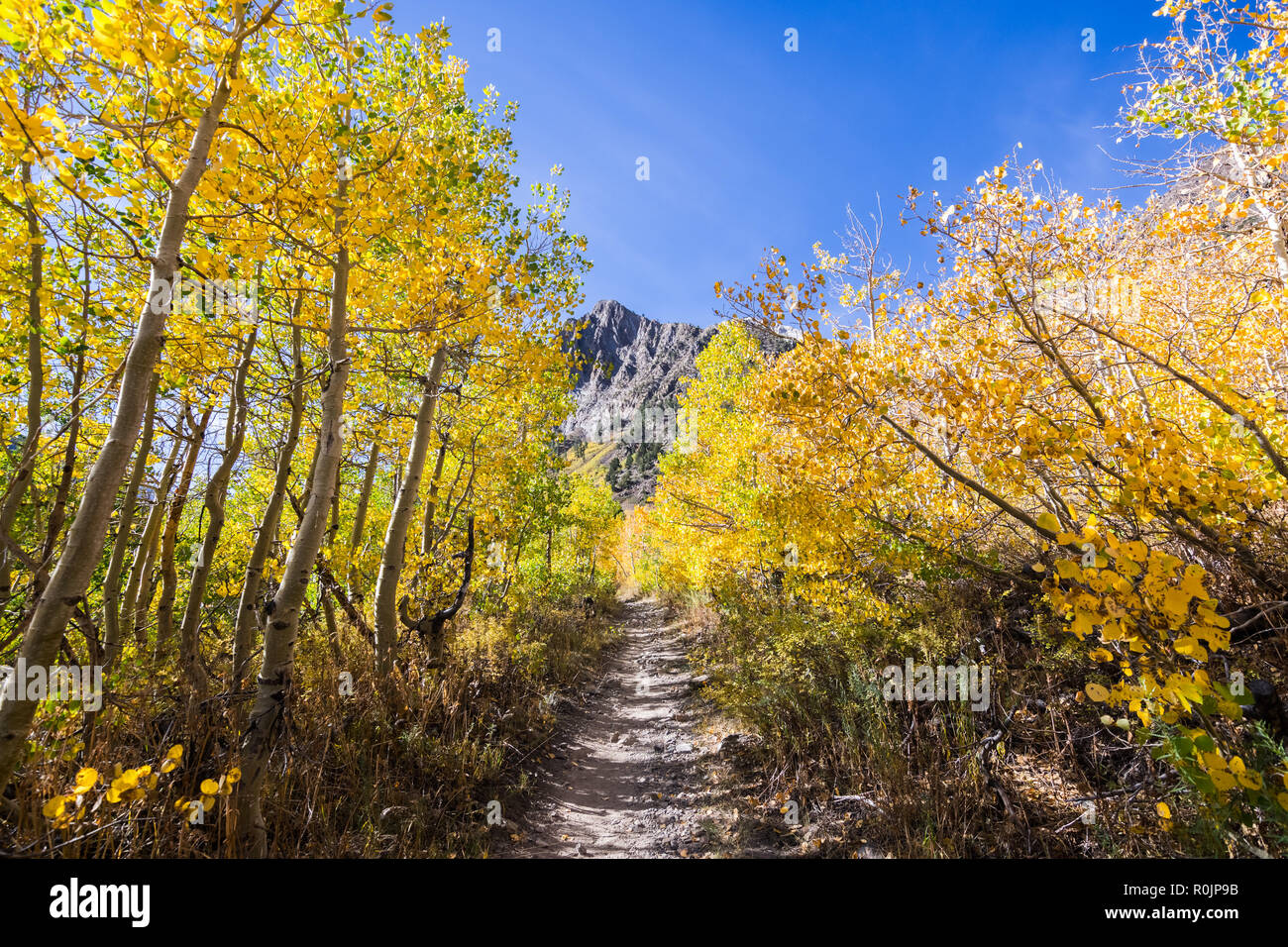 Hiking trail going through a grove of aspen trees in the Eastern Sierra ...