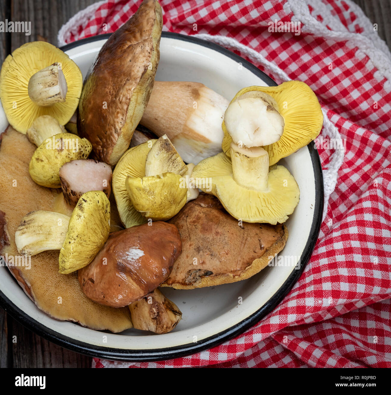 fresh edible forest mushrooms, Suillus luteus and Boletus edulis, top ...
