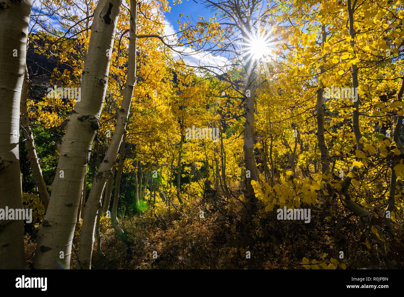 Sun shining through a grove of aspen trees on a fall day; Eastern ...