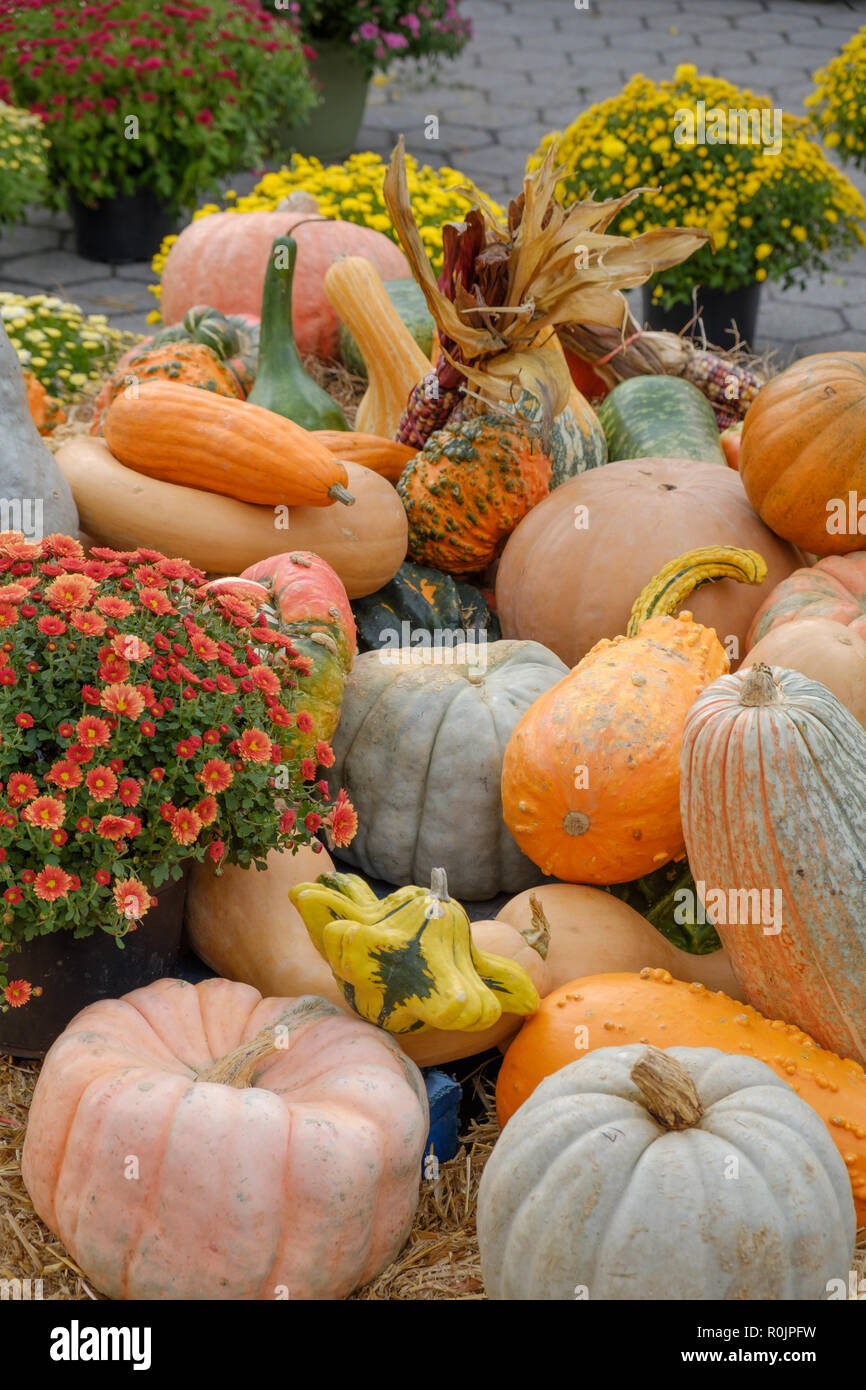 New york november pumpkin hi-res stock photography and images - Alamy