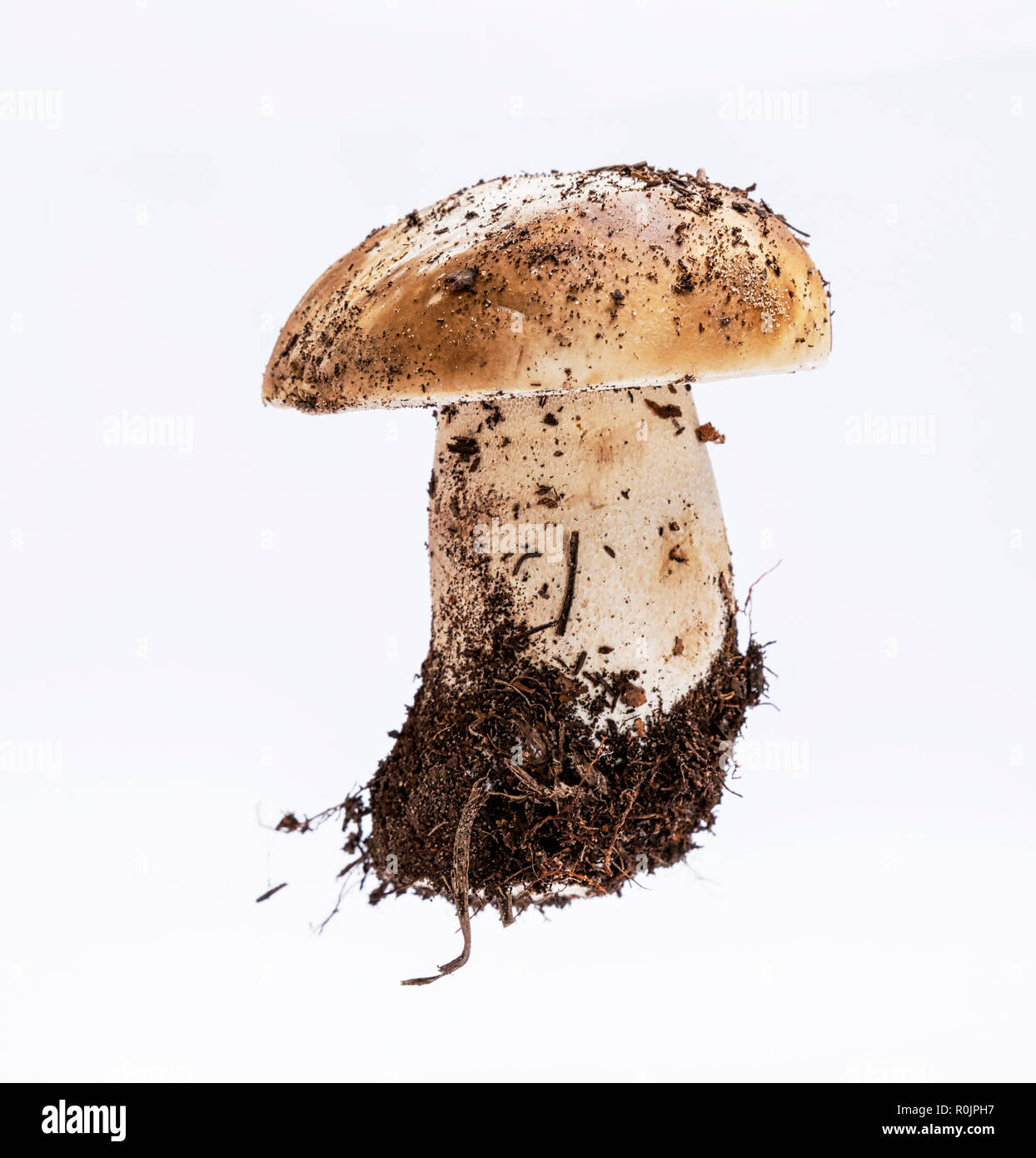 fresh young mushroom with root and mycelium Boletus edulis on white ...