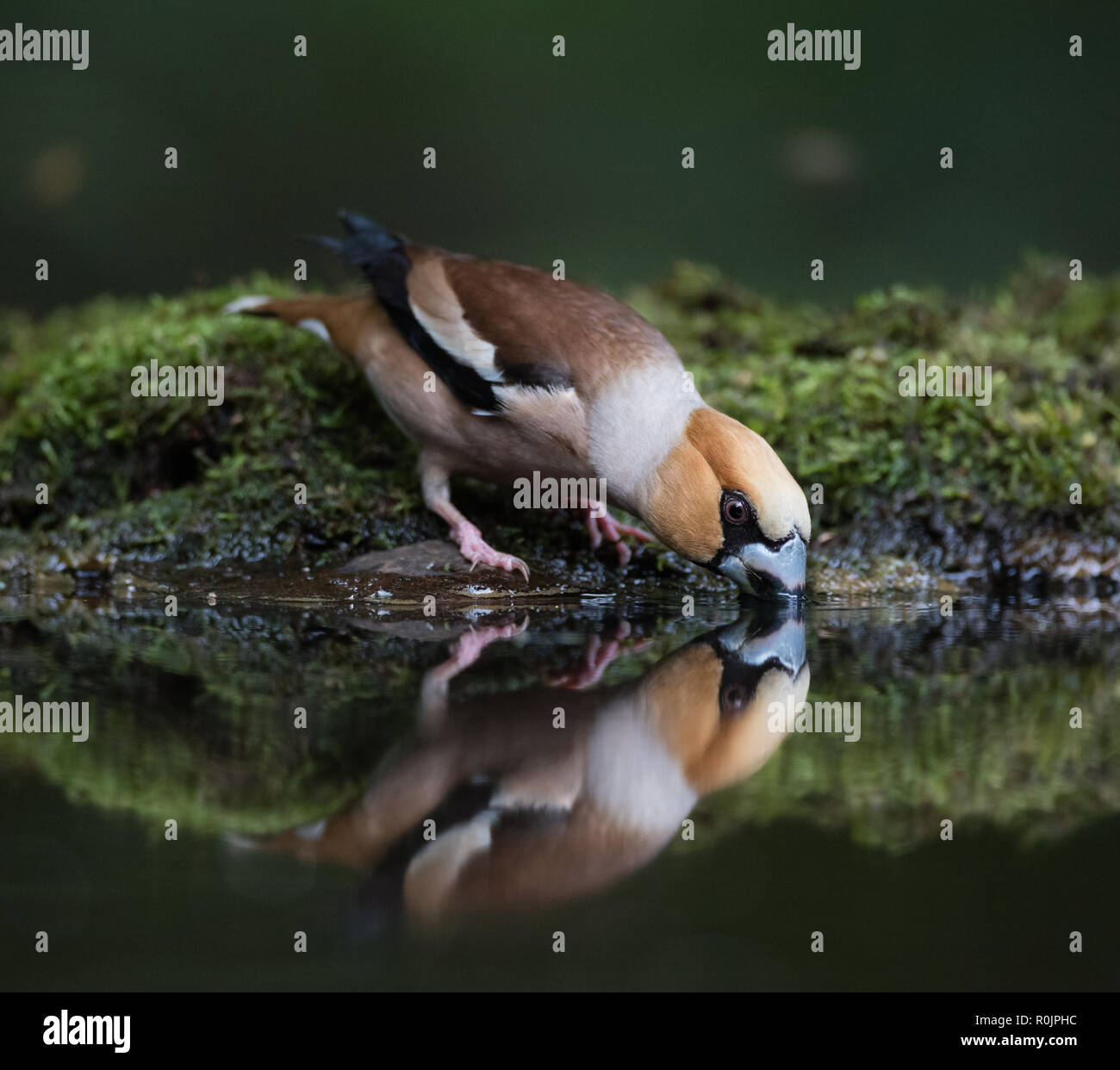 English finches hi-res stock photography and images - Alamy