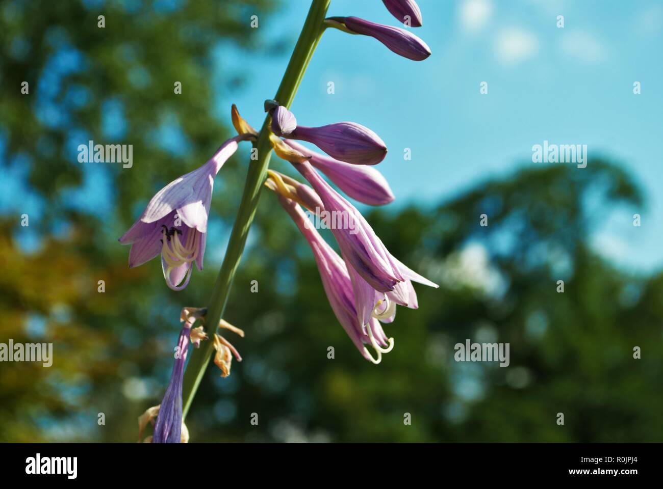 Beautiful hosta plants hi-res stock photography and images - Alamy