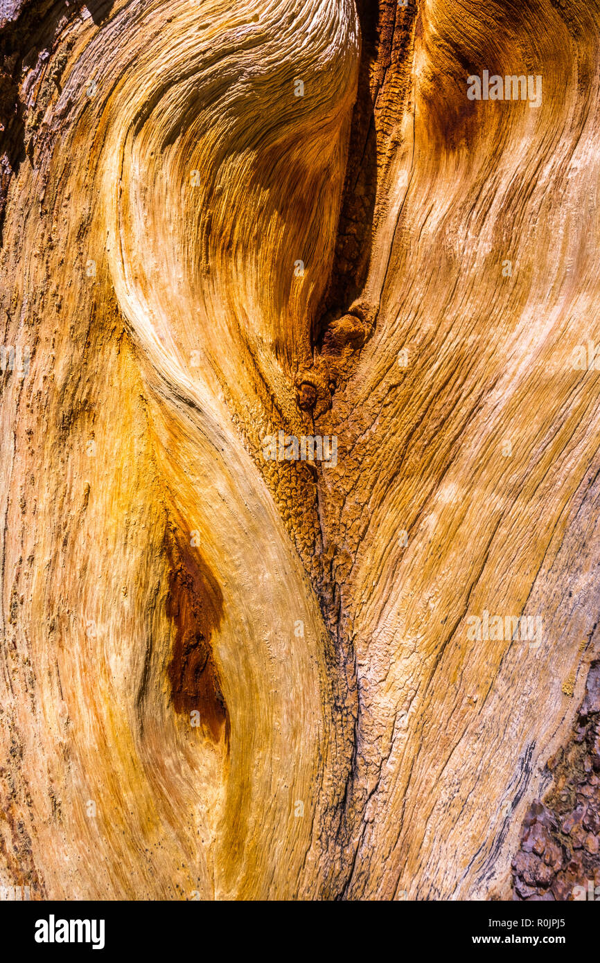 Burls hi-res stock photography and images - Alamy