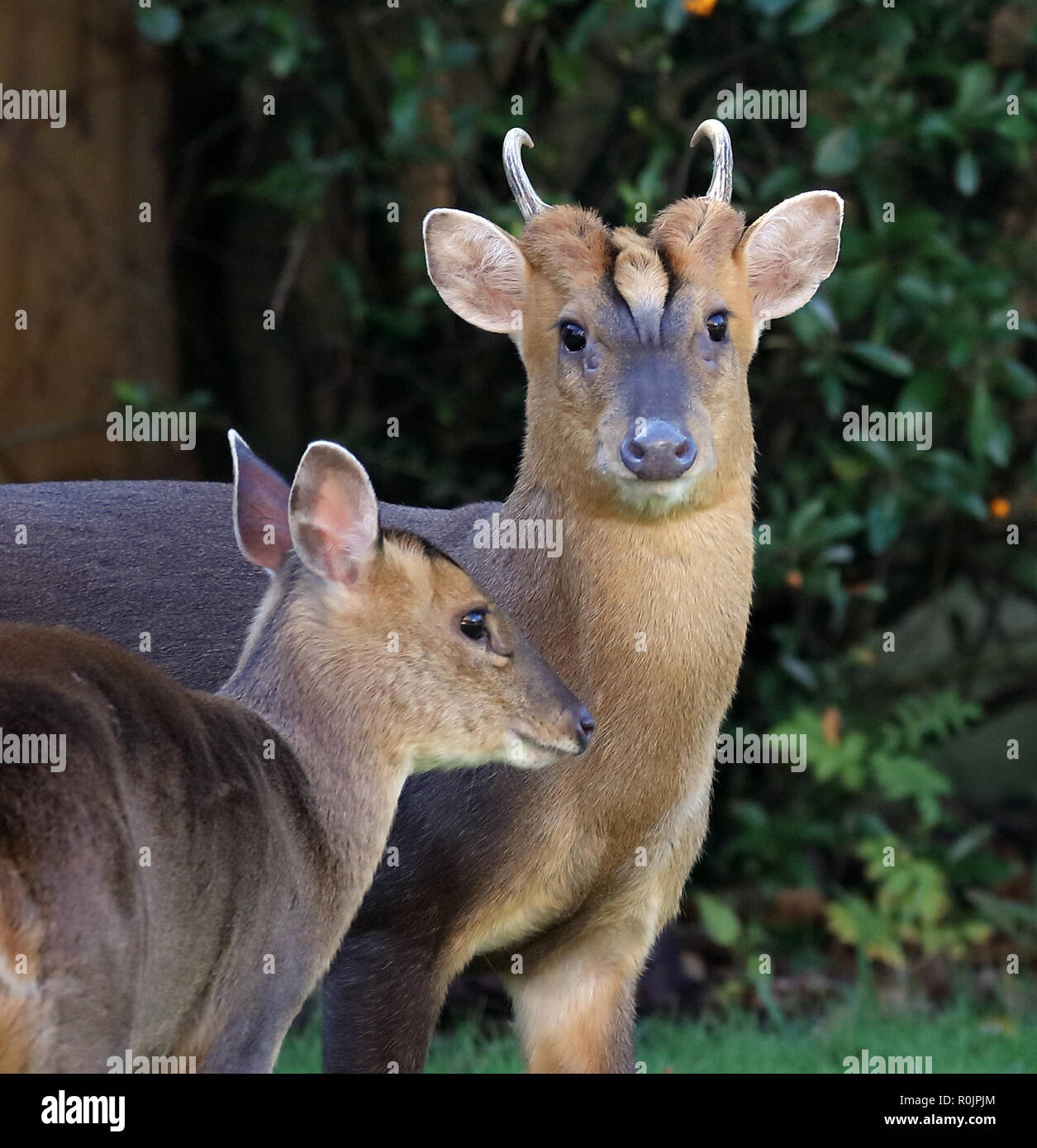 Muntjac female and male britain hi-res stock photography and images - Alamy